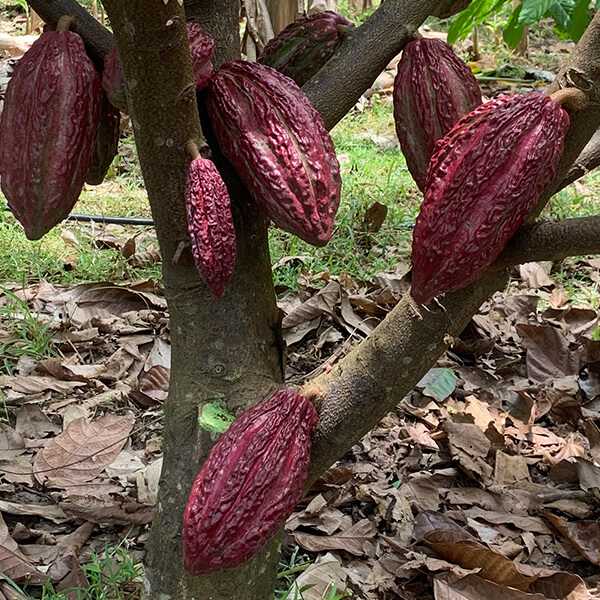 SOURCING - Color Cacao
